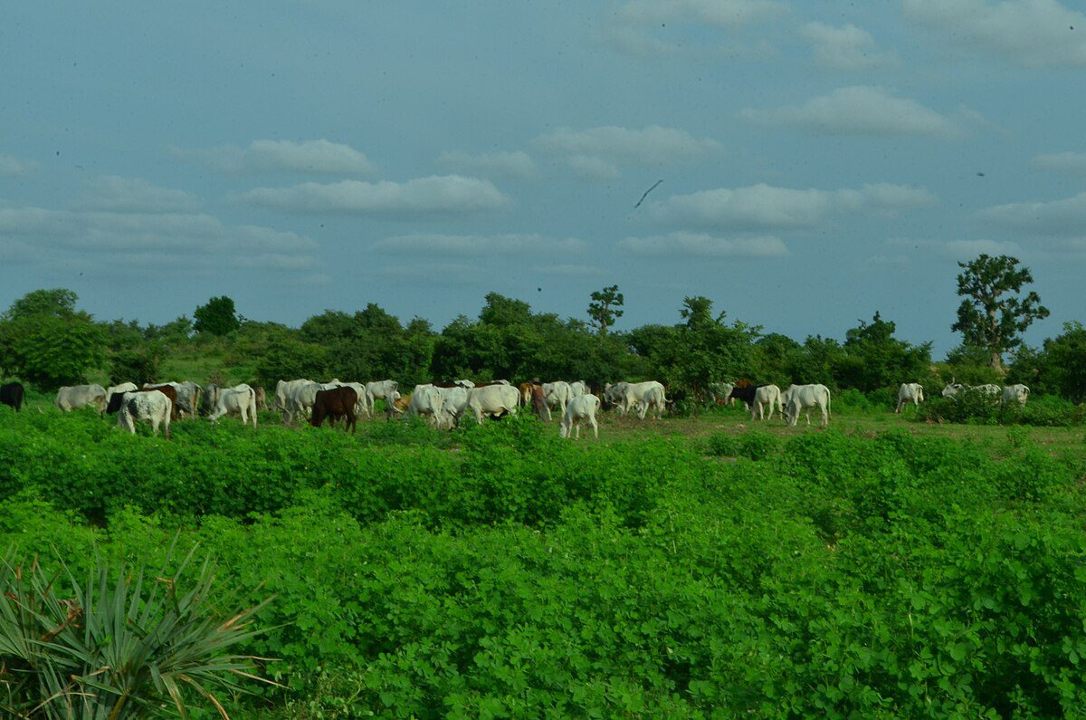 Nigerian Game and Forest Reserve