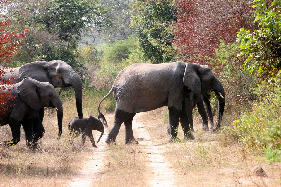 Nigerian National Parks