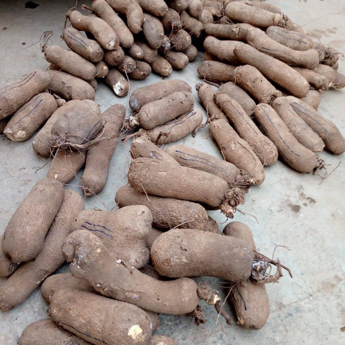 How the Yala New Yam Festival Honours Harvest Traditions in Cross River