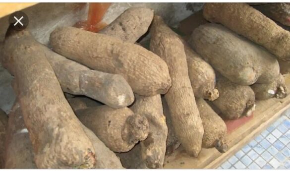 How the Yala New Yam Festival Honours Harvest Traditions in Cross River