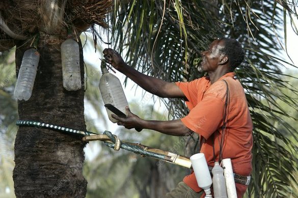 Palm Wine Culture: The Traditional Drink That Unites West Africa