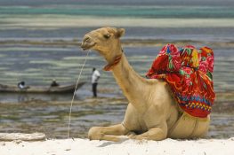 The Waja Tribe of Gombe State: Culture, History & Beliefs